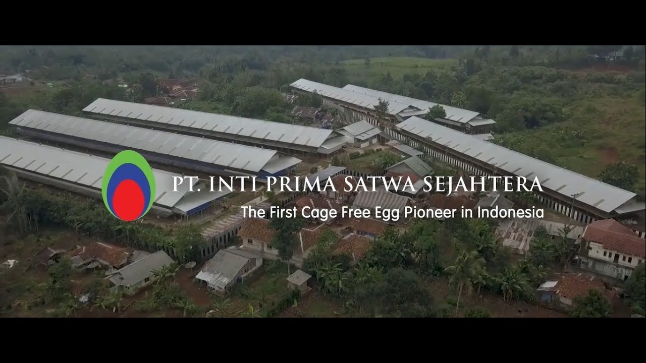 Pabrik, Distributor dan Agen Telur Omega 3 dan 6 Kualitas Terbaik