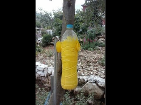 Δακοπαγιδα εντομοπαγιδα κατασκευη!! - YouTube