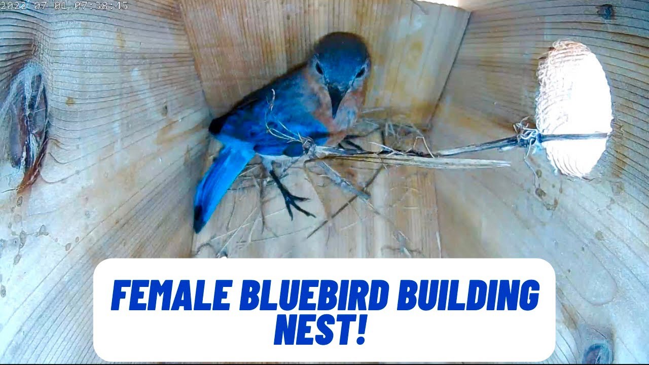 FEMALE BLUEBIRD BRINGS IN HUGE PIECE OF NESTING MATERIAL - YouTube