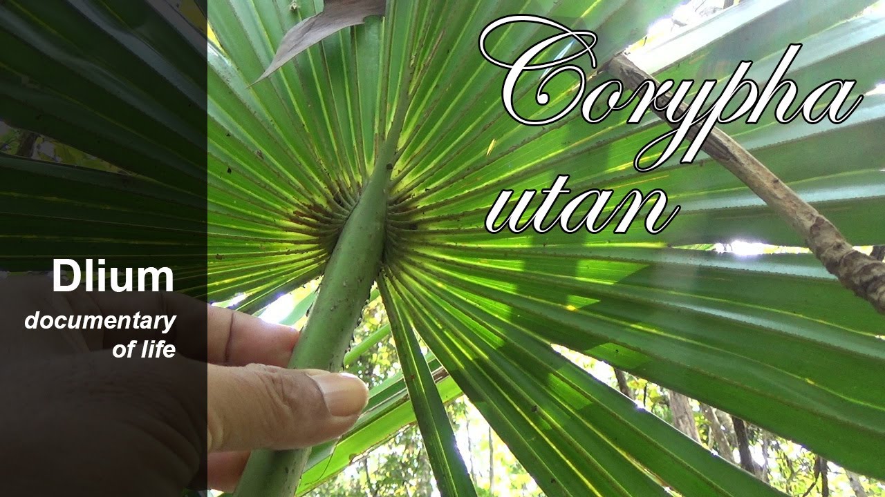 Gebang (Corypha utan) - part 1 - YouTube