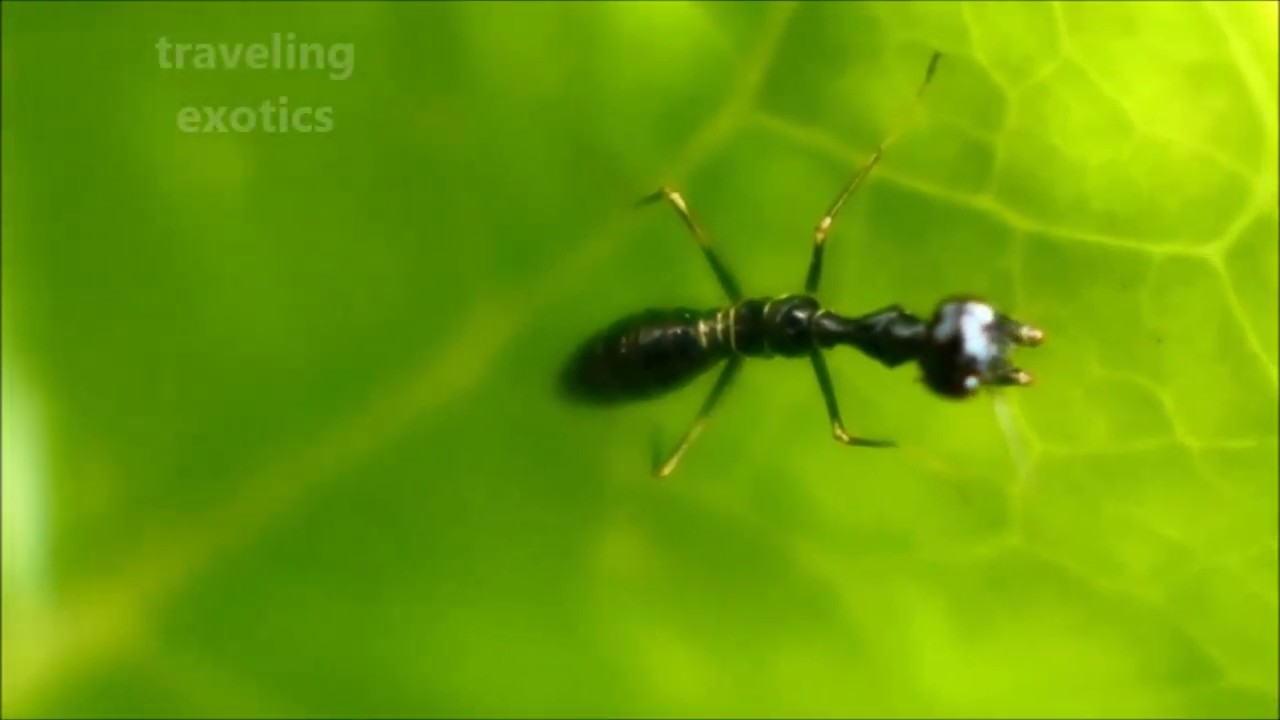 Insect, Praying Mantis mimics an Ant, baby belalang sembah meniru semut ...