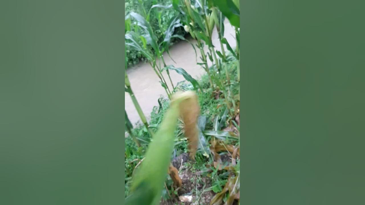 hnub no mus saib pob kws - YouTube