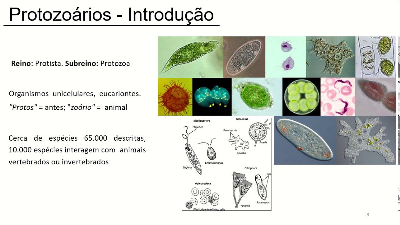 Aula Microbiologia Protozoários - YouTube