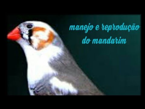 Manejo, e reprodução do mandarim. - YouTube