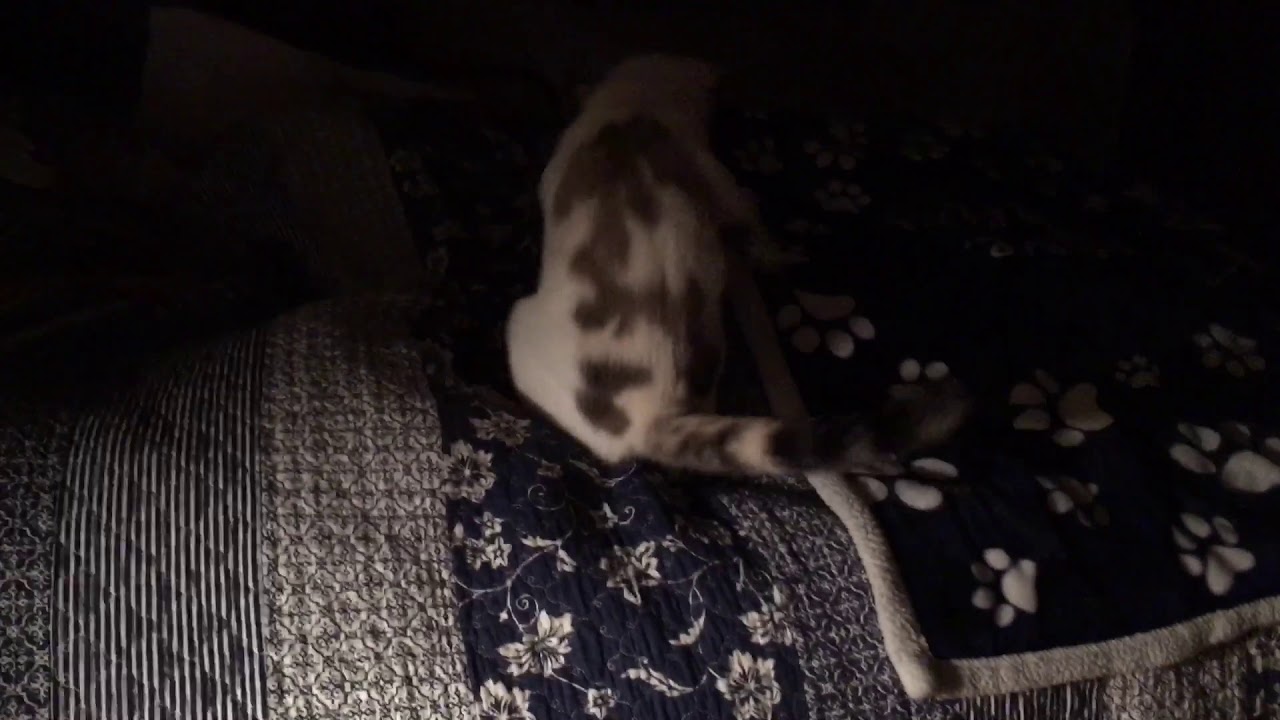 Bedding Battle - Bewitching Cats - YouTube