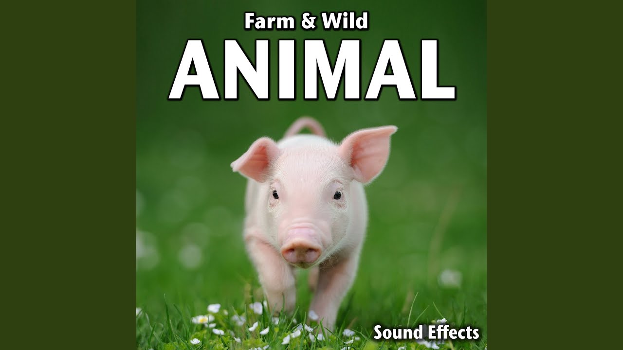 Lynx Growls Softly (Version 1) - YouTube