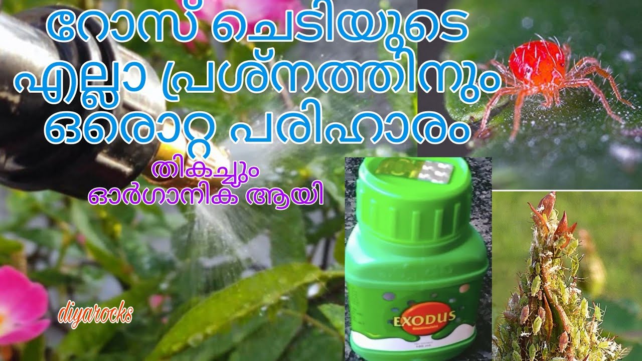 complete remedy for rose problems/fungicide, pesticide , insecticide ...