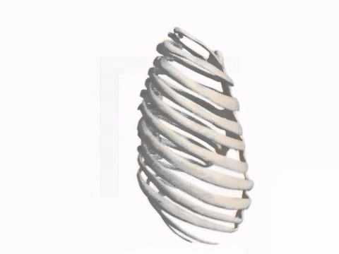 Animation - Rippen von der Mensch - YouTube