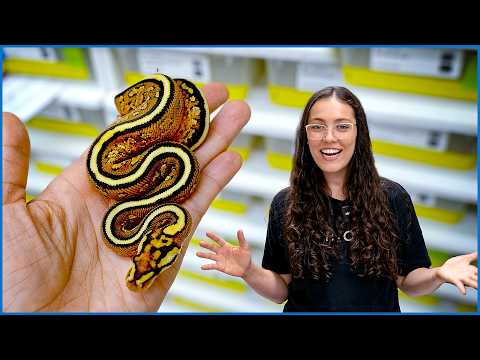New Skin in the Game | First Sheds on Fresh Paint Ball Pythons!