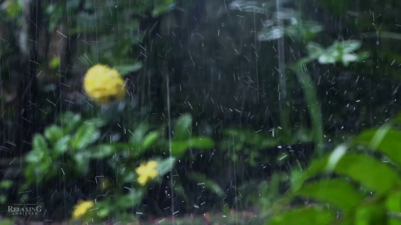 Gentle Rain Drop Sounds With Hint Of Thunder Nature Therapy For
