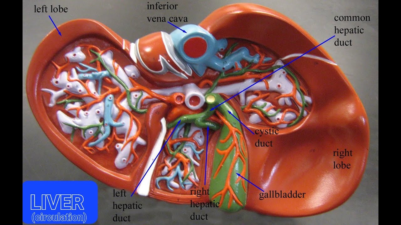 LIVER | ANATOMY MODEL 2 - YouTube