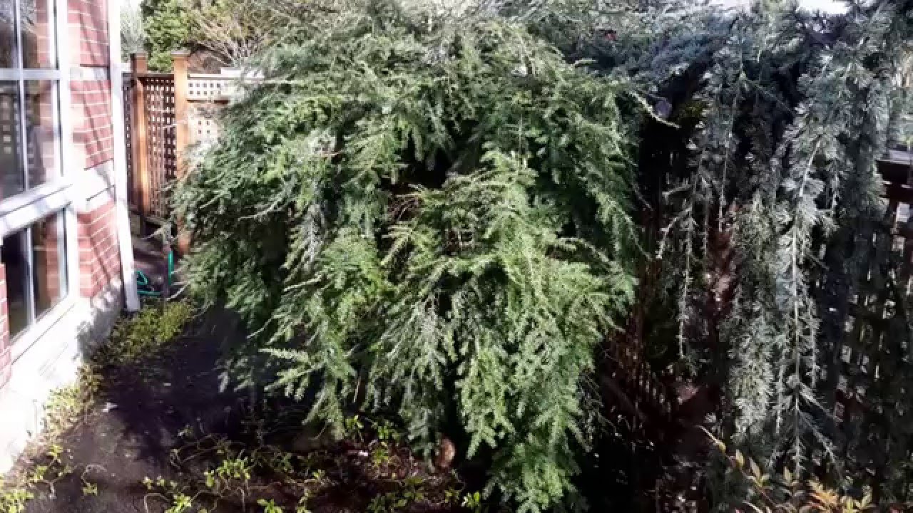 Weeping Canadian Hemlock / Tsuga canadensis 'Sargentii' - YouTube