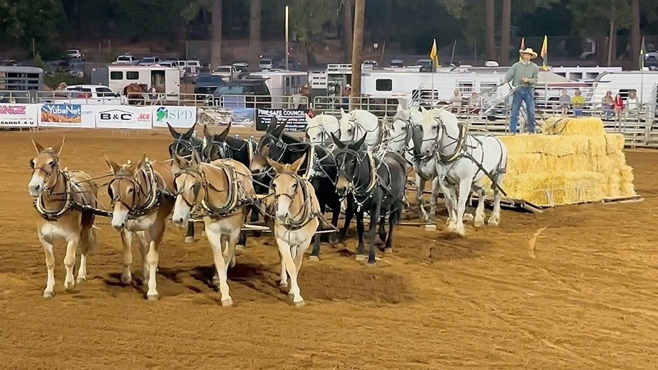 A Horse & Mule Four Abreast 12 Up Hitch! - YouTube