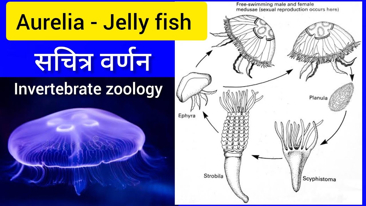 AURELIA-Jelly Fish | Life cycle of Aurelia | jelly fish in Hindi ...