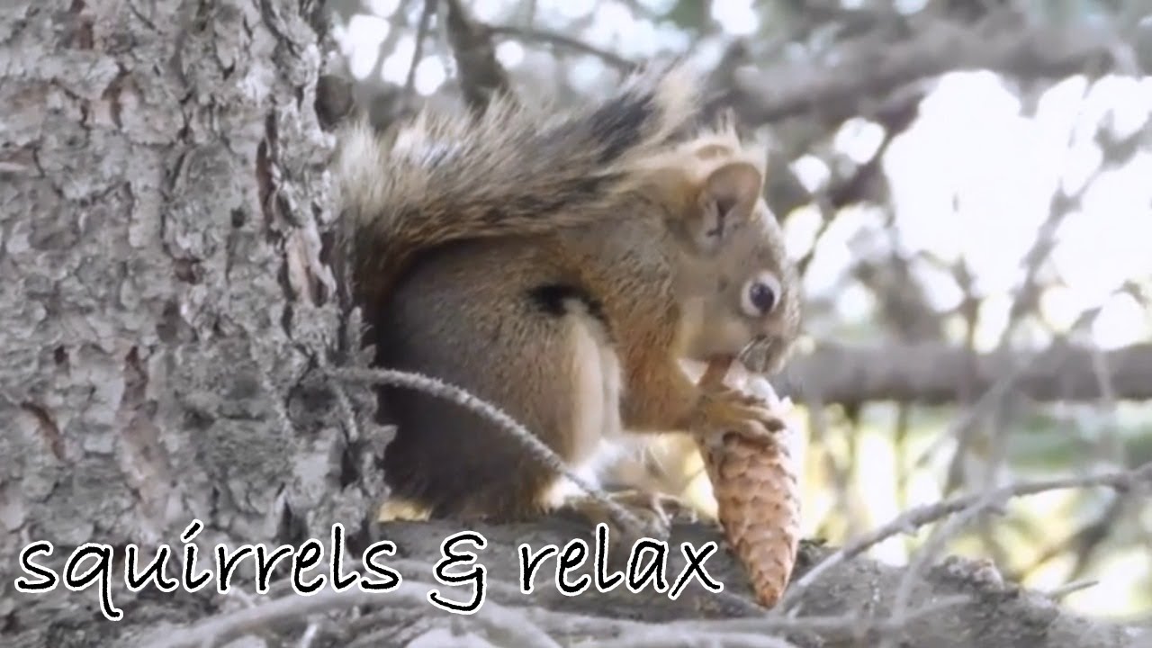 Squirrels and relax music - for stress relief, rest, good mood - YouTube
