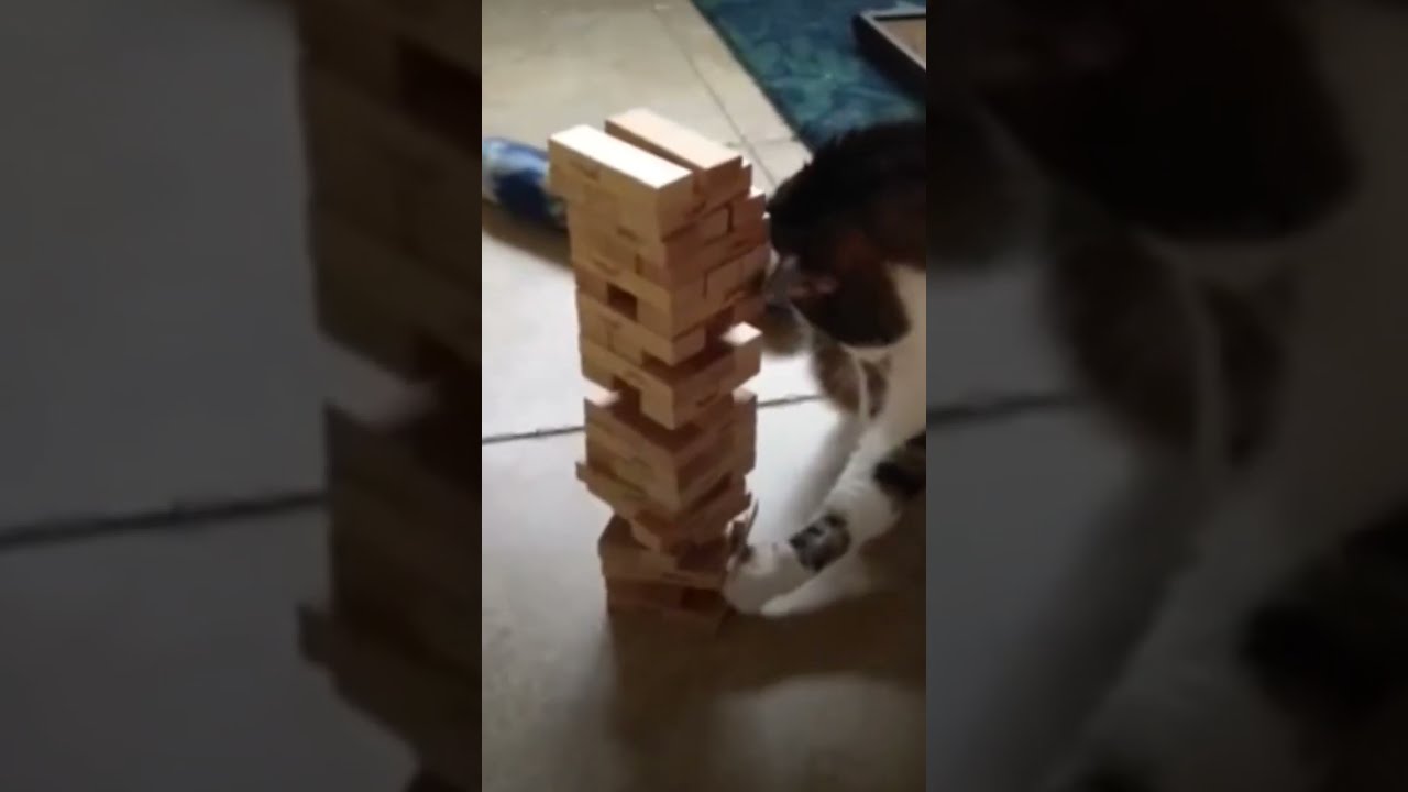 Jenga world CHAMPION #cutecat #jenga #champion - YouTube