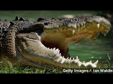 Crocodile Bile Poisoned Beer Blamed For 50 Deaths In Africa - YouTube