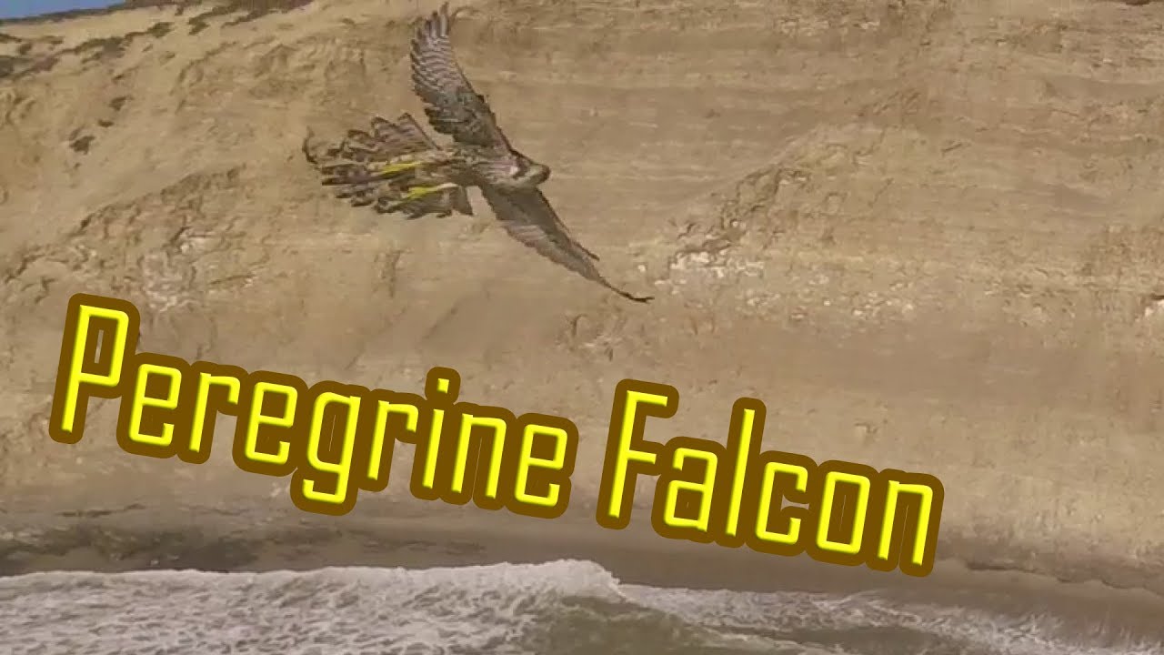 Inverted Peregrine Falcon Dive - Crazy Maneuver! - YouTube