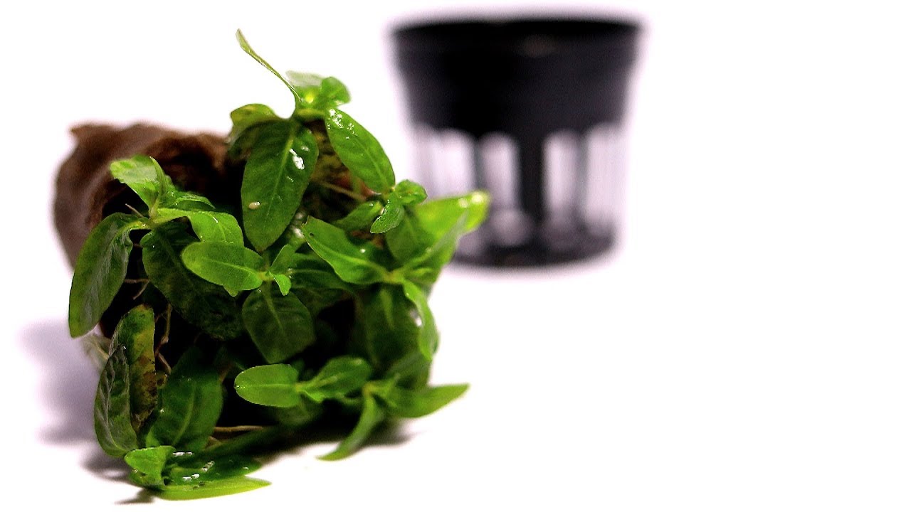 Staurogyne Repens Emersed