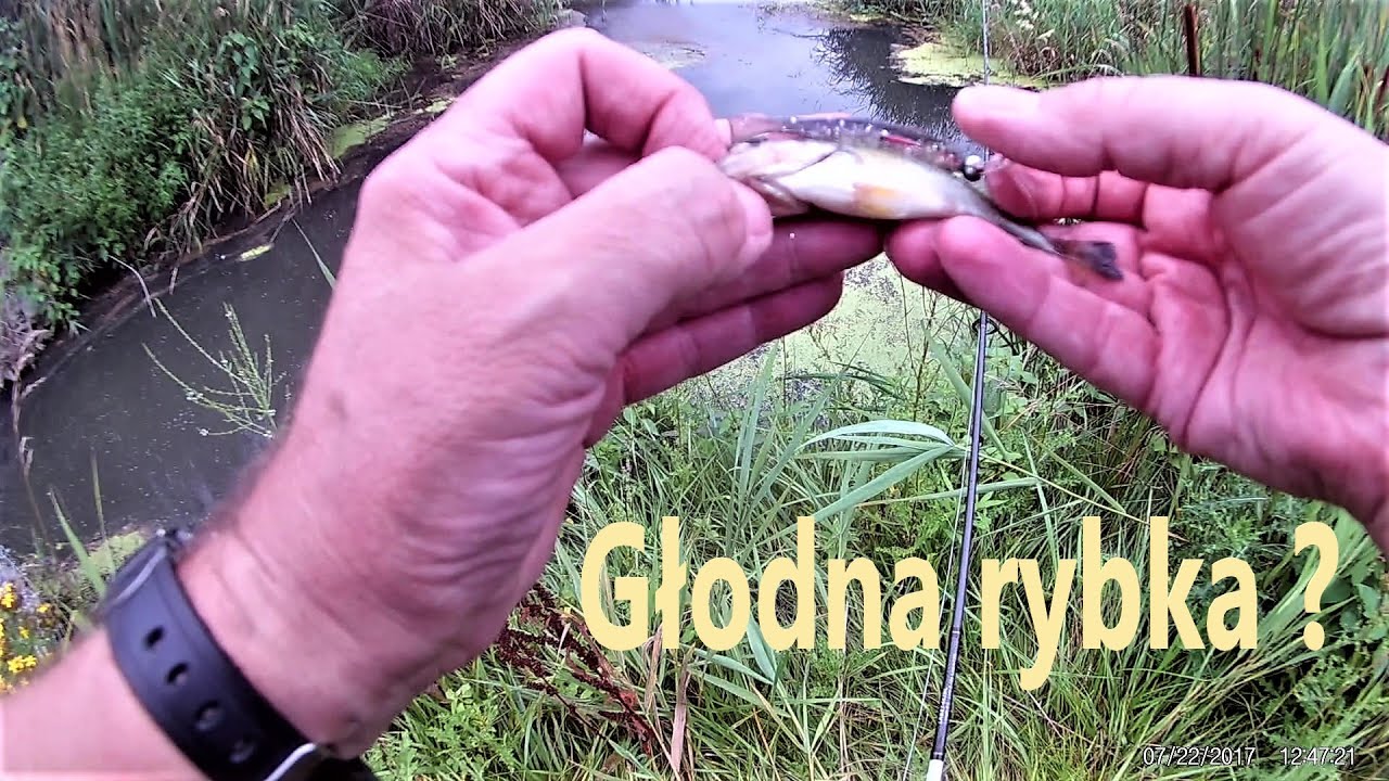 Ryby w rowie ? - YouTube