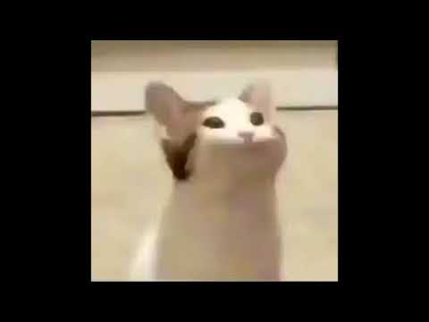 Pop Pop Pop Cat Goes Sicko Mode | Pop Cat | Know Your Meme
