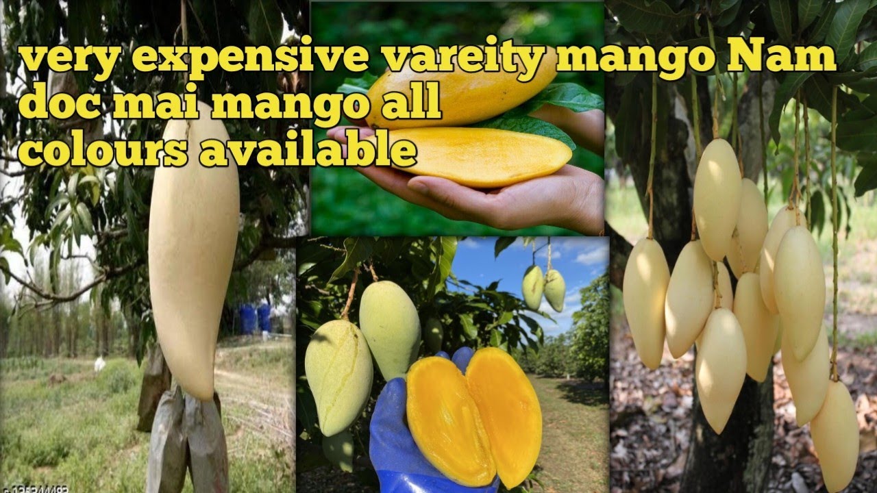 very expensive vareity mango Nam doc mai mango all colours mature ...