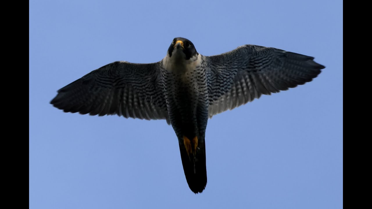 Peregrine Falcon hunting at RSPB Bempton Cliffs - YouTube