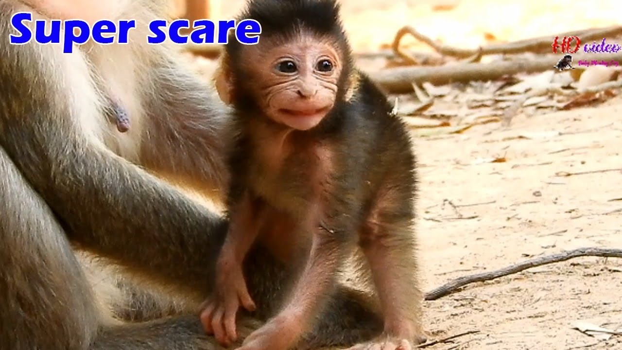 Super scare !! Baby Bailee very scare big monkey attack, Who make baby ...