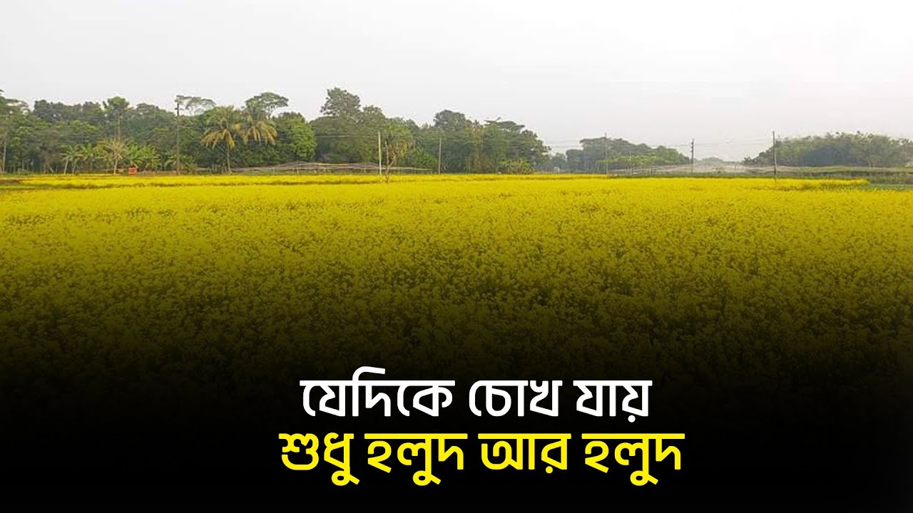 মাঠজুড়ে হলুদের সমারোহ II সরিষা ক্ষেত ll Sorisha ful ll mustered flower ...