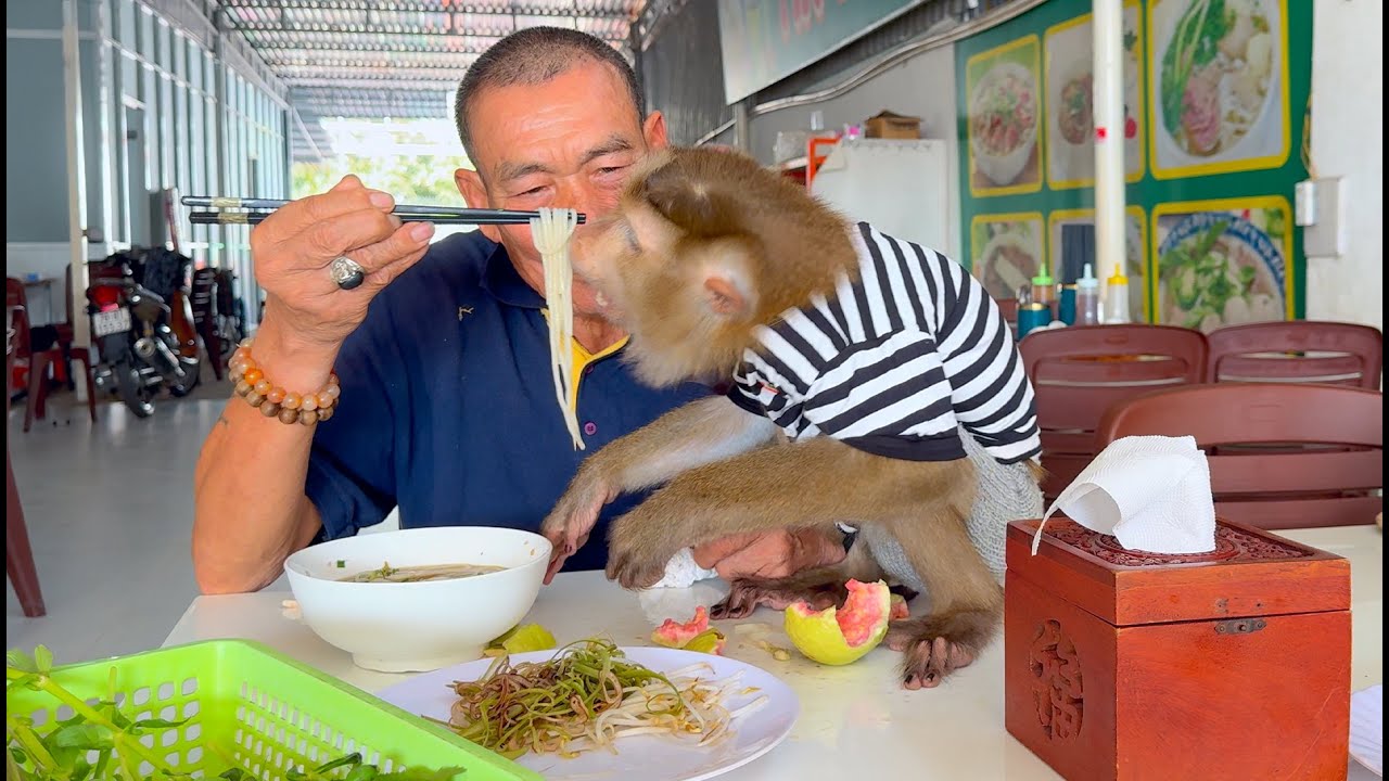 Monkey Sam happily eats breakfast with his grandfather - YouTube