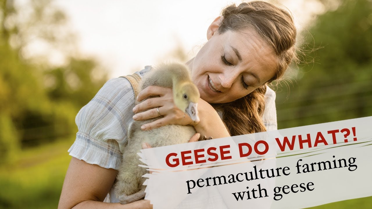 About Our Permaculture Geese: Overview of Goose Care and Contributions ...