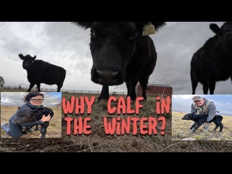 Surviving Montana's Winter Calving Season: A Test of Will & Endurance ...