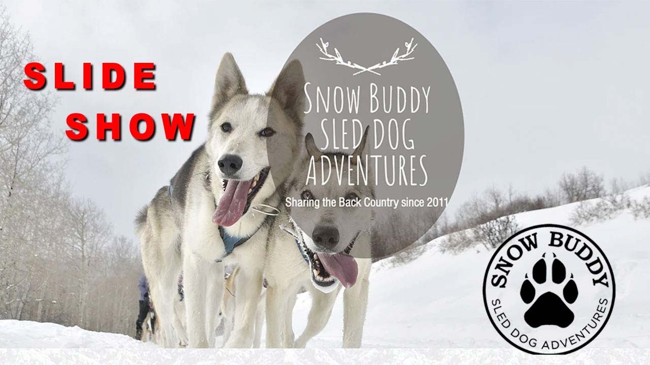 DOG SLEDDING SLIDE SHOW with Snow Buddy Sled Dog Adventures in Colorado ...