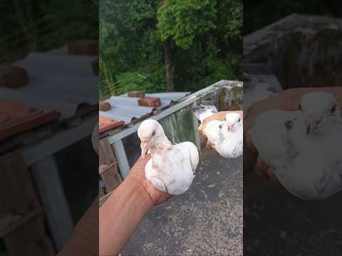 parava ❤️#parava #paravamalayalam #paravafilms#trending #trendingshorts #pigeon