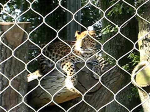 Amur Leopard Kiska