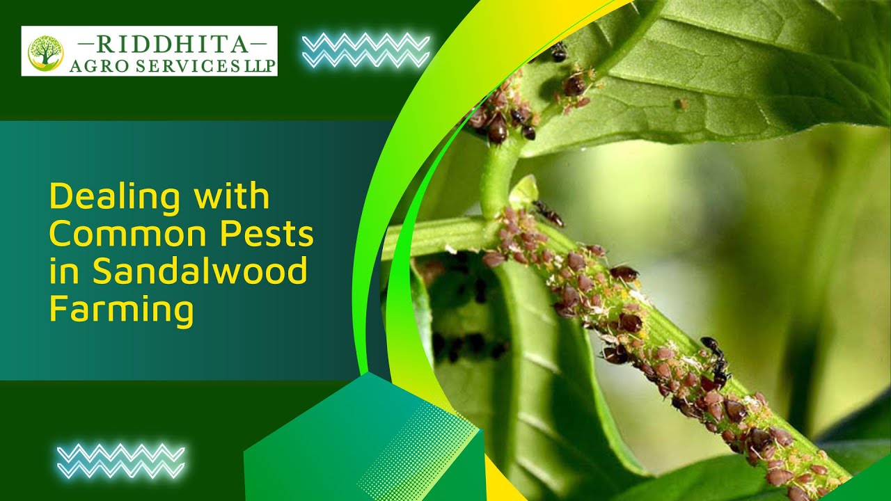 Dealing with Common Pests in Sandalwood Farming - YouTube