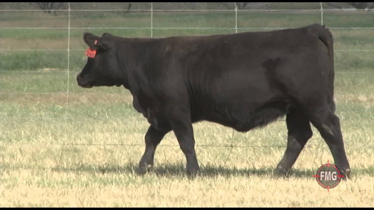 LOT 2142 RA Brown Ranch - YouTube