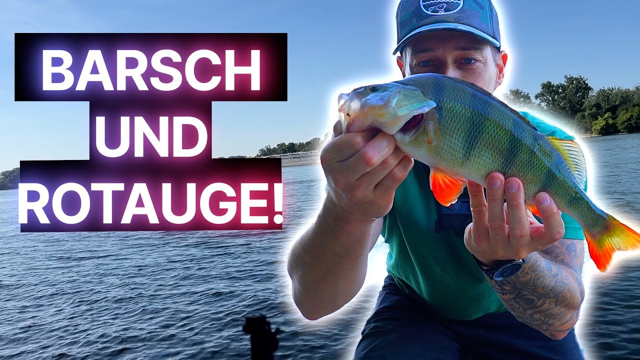 RHEIN IM HOCHSOMMER ☀️TIPPS FÜR DICKE FISCHE! - YouTube