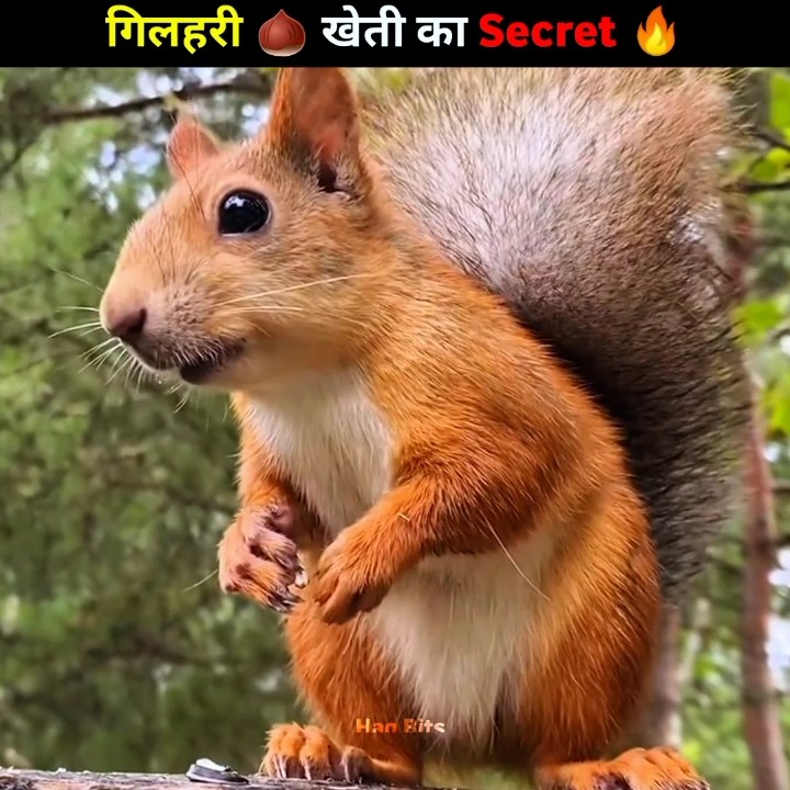 Squirrel Hidden Farming 🐿️ #animalfacts - YouTube