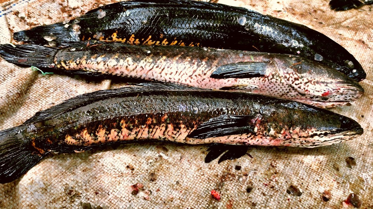 veral fish cutting 🐟#veral #veralupa#tamil - YouTube