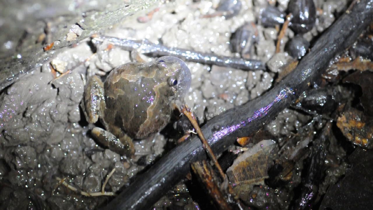 Microhyla butleri call - YouTube