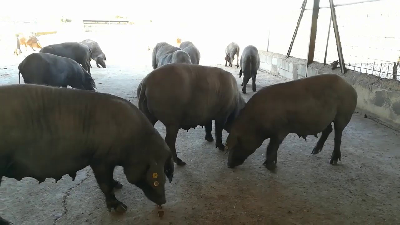 Stone chewing in pigs - YouTube