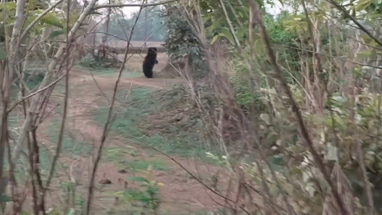 खेत से आते समय भालू से टकरा गया 🐻🐻 | आचनक से निकाल भालू 🐻🐻 | bhalu ko ...