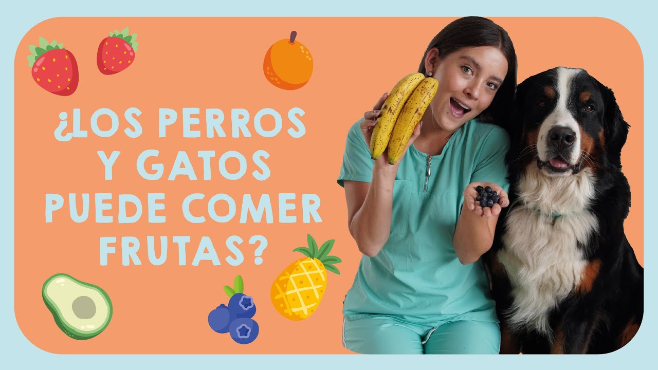 ¿MI PERRO PUEDE COMER FRUTAS? | ¿Qué frutas son aptas y cuáles no ...