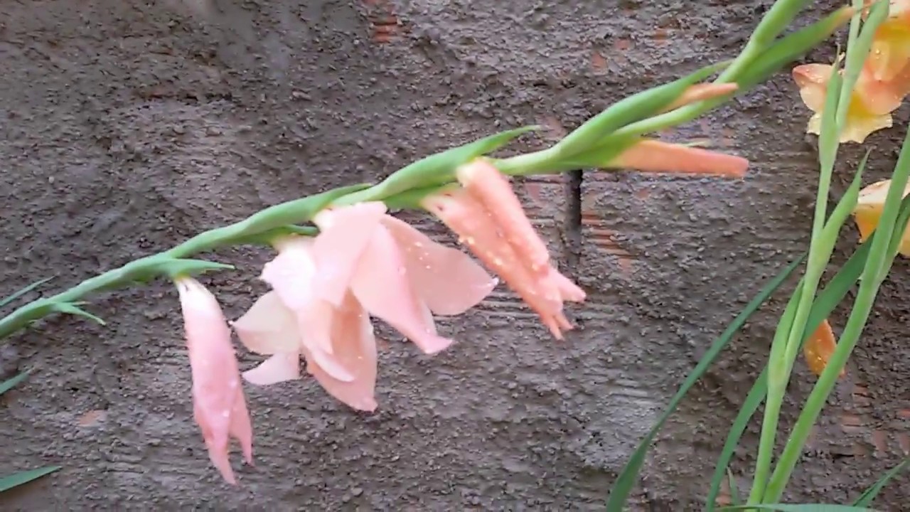 Como ficou a flor palma - YouTube