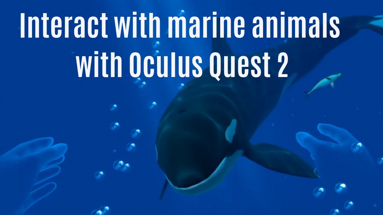 Interact with marine animals using Oculus Quest 2 - YouTube