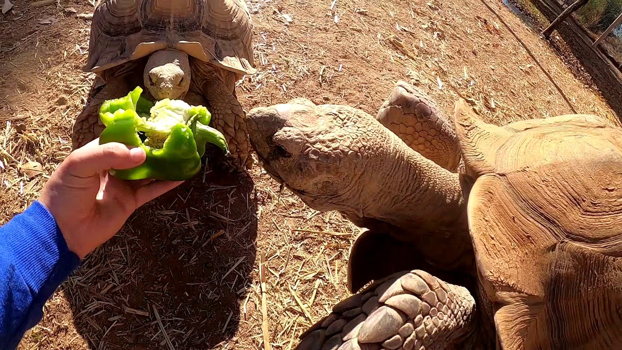 Feeding Tortoises a Giant Green Bell Pepper (uncut) - YouTube