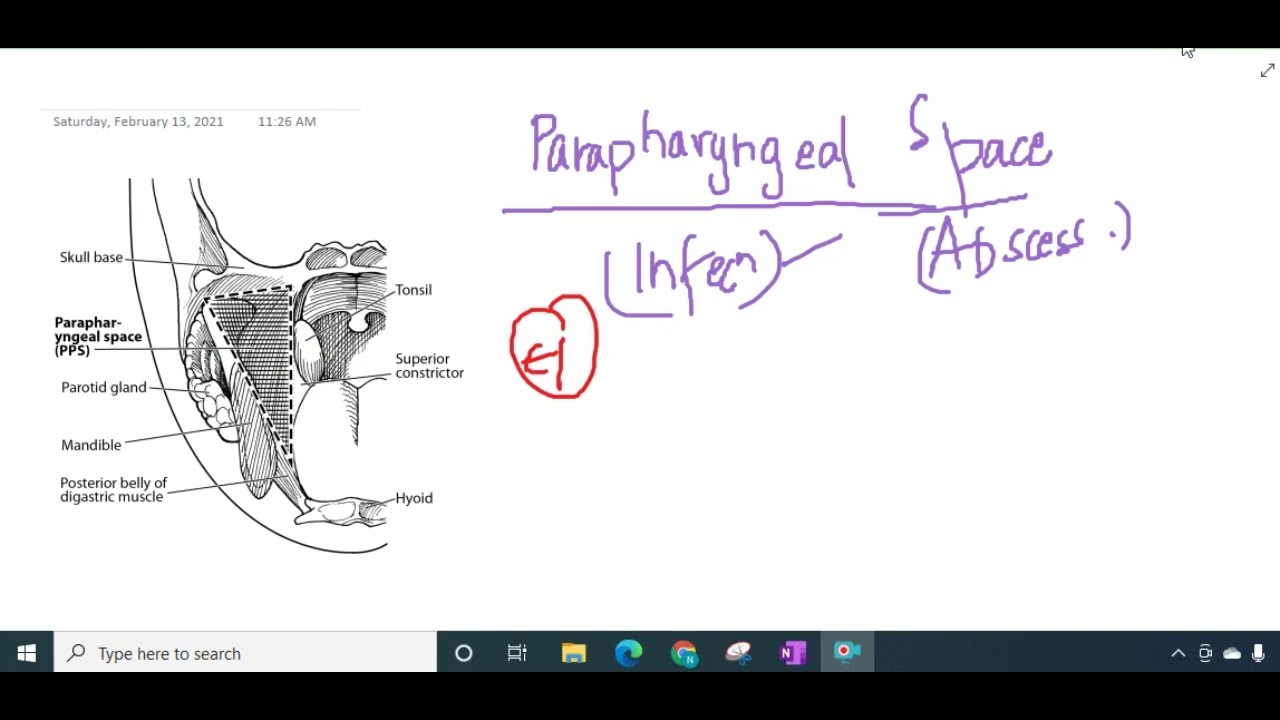 parapharyngeal space and abscess || ENT - YouTube
