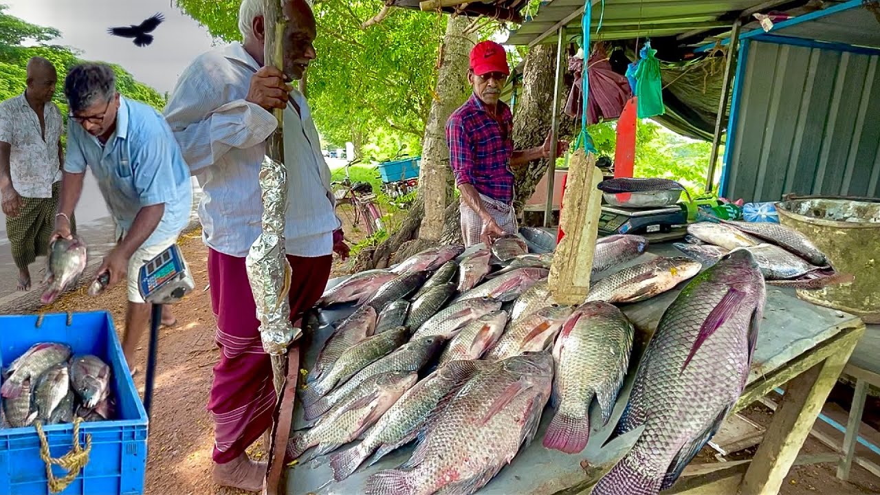 Best! A Day In The Life Of A Sri Lankan Village Fish Market Master ...