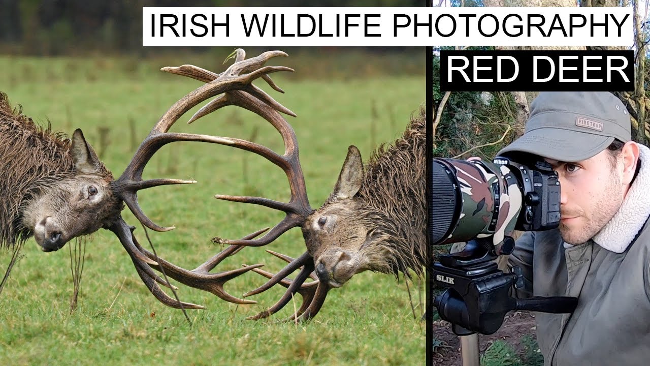 Wildlife Photography - Irish Red Deer - YouTube